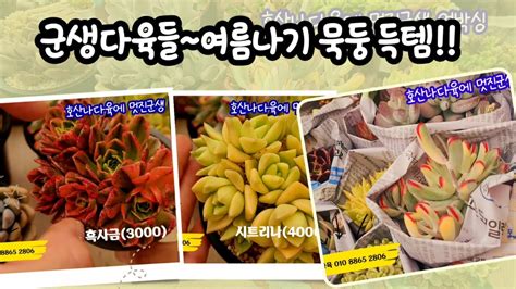 호산나다육에서 온 군생들~구름복랑 원동복랑금 웨딩 흑사금3천등 Youtube