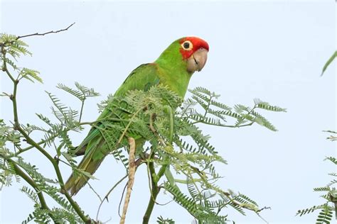 Red Masked Parakeet Psittacara Erythrogenys Hawaii Bird Guide