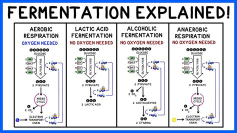 Lactic Acid Fermentation Process
