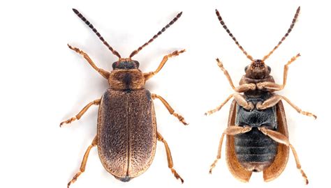 Mystery Of The Blunt Tipped Beetle Penis