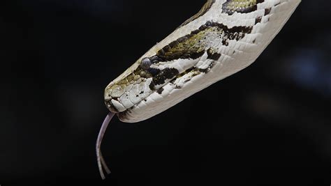 State Proposes Adding Hunters To Python Hunting Program