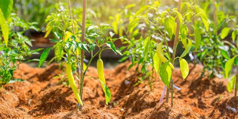 Chili Pepper Companion Planting Benefits And Considerations Chili