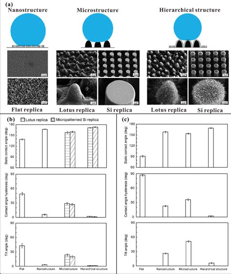 A Different Structure Models And The Sem Images Of Corresponding Download Scientific Diagram