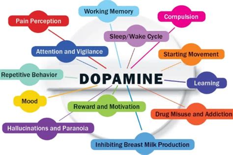 The Dopamine Detox Can Resetting Your Brain Supercharge Motivation