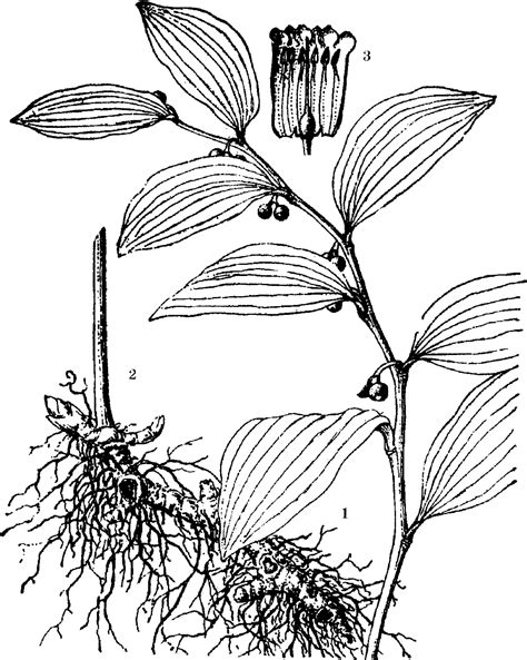 玉竹 中药学 医学