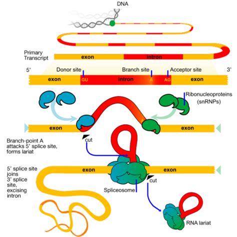 2 2 Rna Processing Biology Libretexts