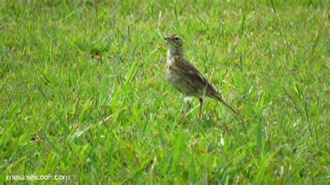 Australian Pipit Melaniejcook Com