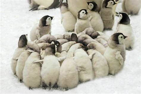 Youth For Antarctica Asocs Program In Partnership With The Italian