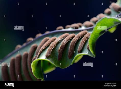 Fern Sori On The Underside Of Fern Frond Asplenium Scolopendrium