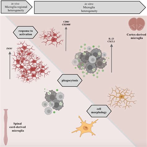 Central Nervous System Source Modulates Microglia Function And Morphology In Vitro[v1