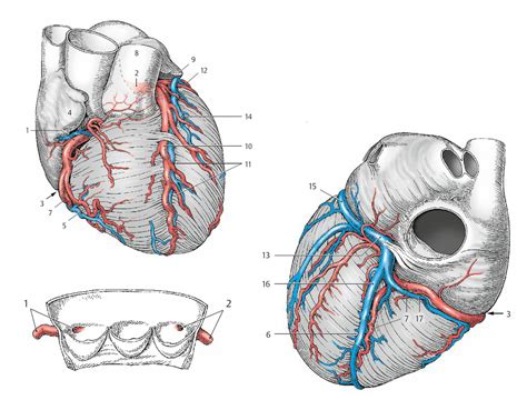 20 Herzgefäße Diagram Quizlet