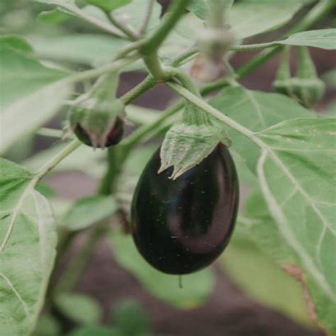 Eggplant Fruit Disease Detection Object Detection Dataset V27 No Augmentation By Bscs