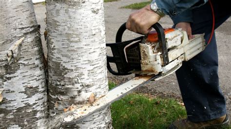 What Chemical Will Kill A Tree Best Products Pepper S Home Garden