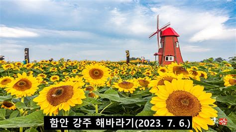 해바라기 사진보고 금전운and복 받으세요~ Youtube