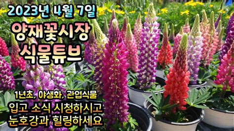 양재꽃시장 식물튜브 4월 7일 입고영상 시청 하시면서 눈호강과 힐링 하시길 바래요 양재꽃시장 식물튜브 월동 관엽