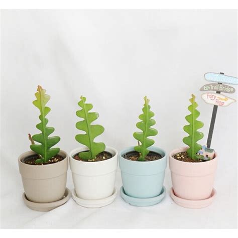 피쉬본 생선뼈선인장 다육식물 피시본 하우숩