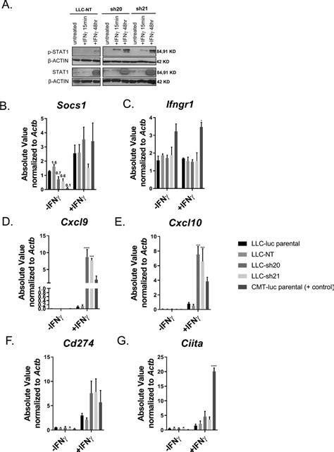 Tumor Intrinsic Response To Ifnγ Shapes The Tumor Microenvironment And Anti Pd 1 Response In