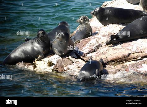 Baikal Seal