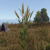 Wild Wheat Rust Wiki