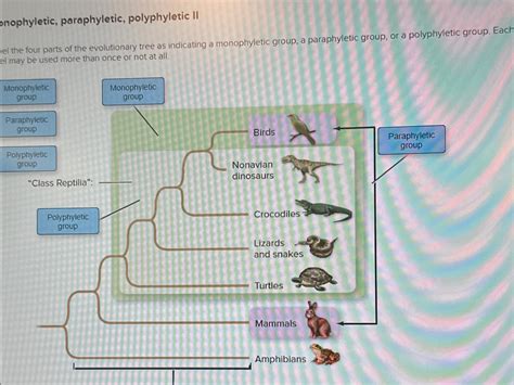 Solved Onophyletic Paraphyletic Polyphyletic Iiel The Four