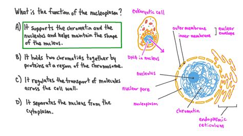 Nucleoplasma Funcion