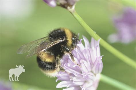 How To Get Rid Of A Bumble Bee Nest In The Ground Forest Wildlife