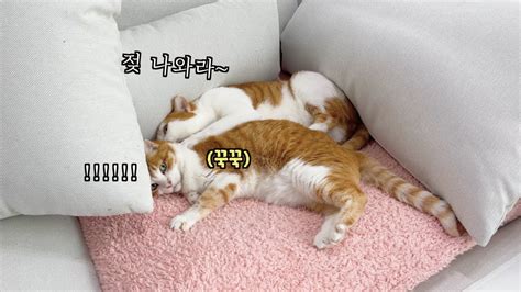 성묘 아들 고양이가 엄마에게 젖달라고 꾹꾹이를… Youtube