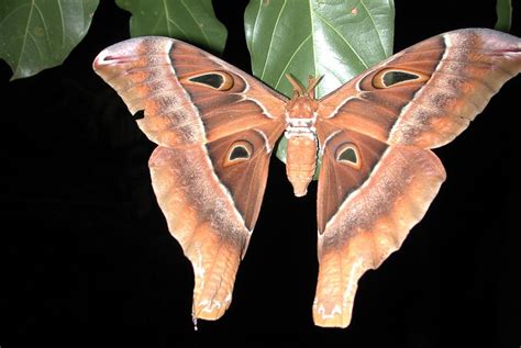Largest Moth In The World By Wing Span Au