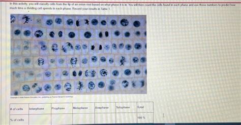 Solved In This Activity You Will Classify Cells From The