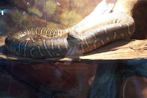 Bredls Python By 2195razielim On Deviantart