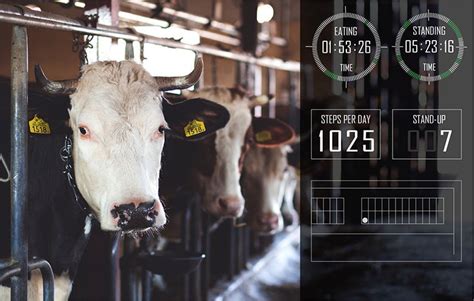 How Iot Solutions Can Be Used For Livestock Monitoring
