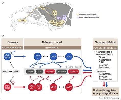 neural coding of sex specific social information in the mouse brain