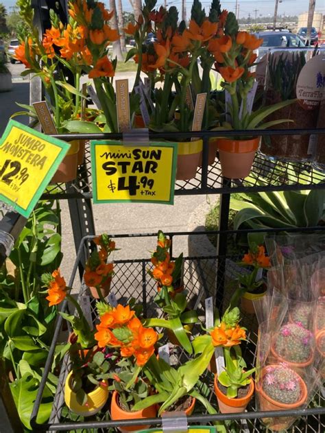 Trader Joes Flowers Spring Trendy Orange Aesthetic Instagram Feed
