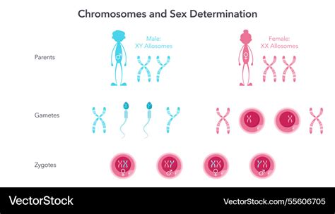 Chromosomes And Sex Determination Royalty Free Vector Image