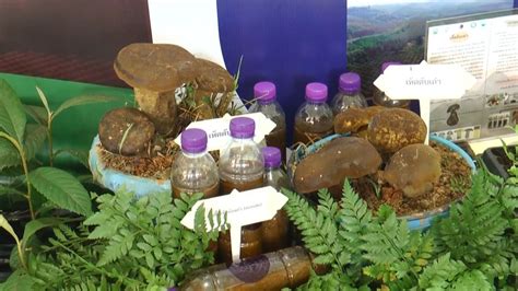 ข่าวองคมนตรี เป็นประธานการประชุมรับฟังความคิดเห็นต่อร่างแผนการวิจัยพื้นที่สูง ระยะ 4 ปี พร้อม