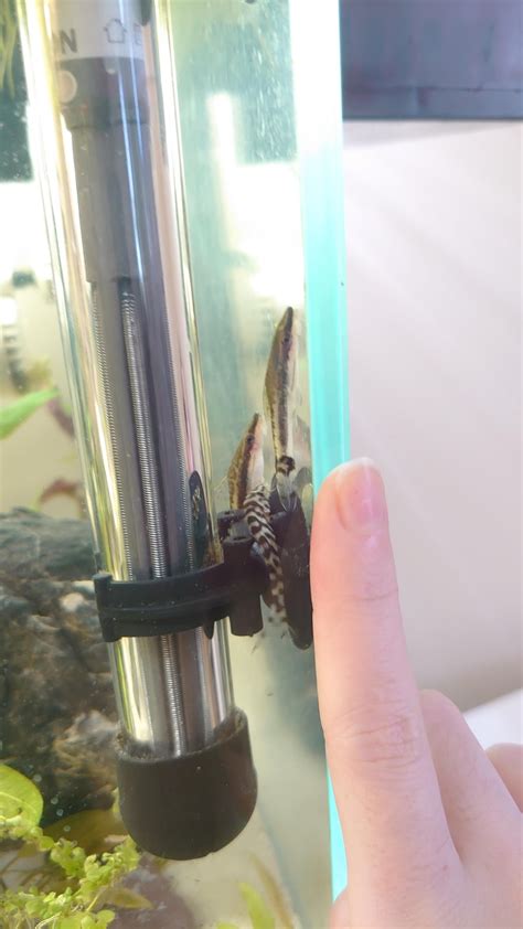 I Have The Smallest Yoyo Loach Of All Time And All He Does Is Sit By The Heater All Day Ive