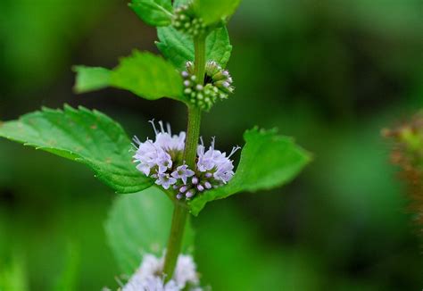 トッコス爺の身近な花虫鳥 撮り ハッカ薄荷