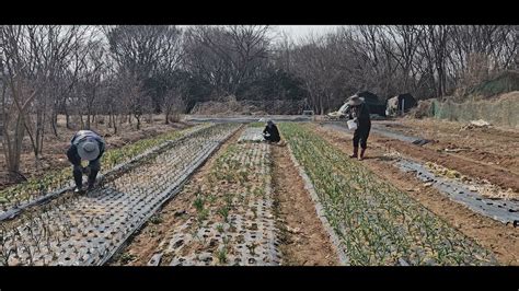 홍산마늘코끼리마늘양파 한지형 마늘 월동 후 관리 2일차 기록 2025년 3월 8일 토요일 월동 후해야 할 일 웃거름 잡초제거병충해방제 물 주기 완료 Youtube