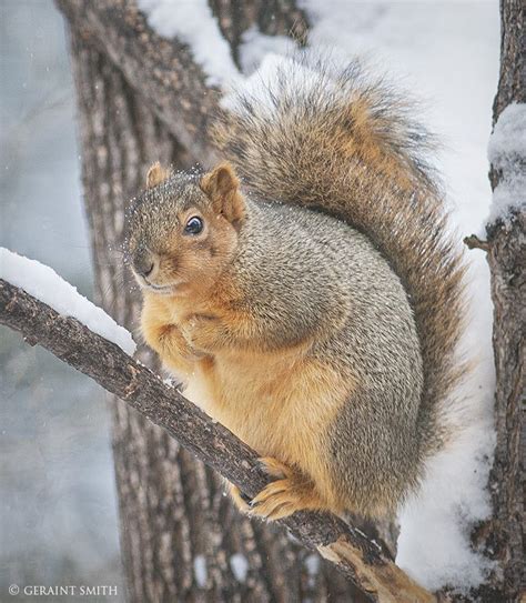 Red Squirrel In The Back Garden Boulder Colorado