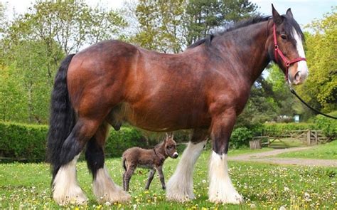 Порода лошадей Шайр АГРАРИЙ