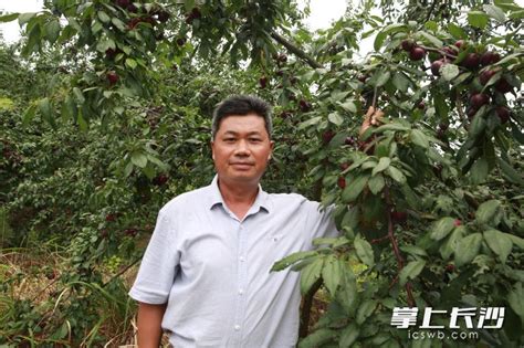 帮一把宁乡残疾果农突发疾病万斤脆爽李子待售 民生 长沙晚报网