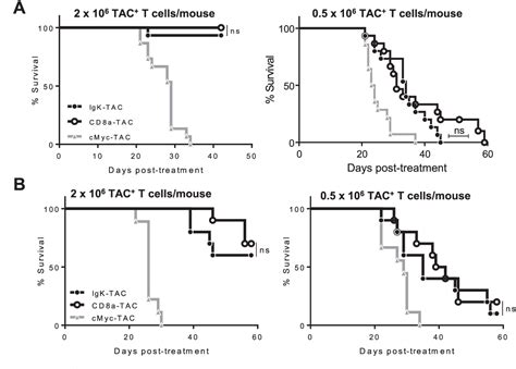 Figure 1 From Development Of A B Cell Maturation Antigen Specific T