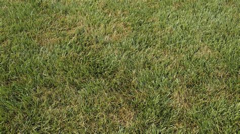 Pythium Blight Nc State Extension