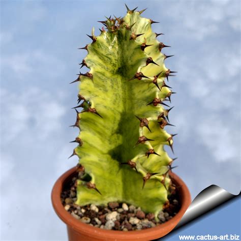 Euphorbia Erythraea Forma Variegata