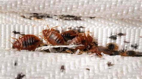 How To Get Rid Of Bed Bugs On Mattress Proven Solutions