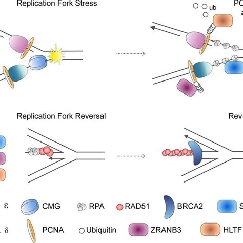 Replication Fork Reversal Mediated By Translocases Replication Fork Download Scientific