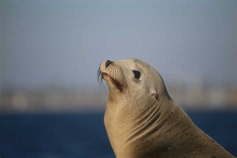 troubleshooting mariadb blocked threads