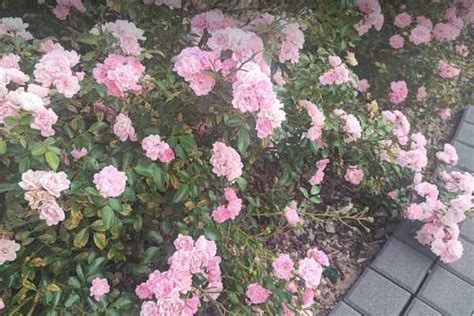 Батьки Лесі дуже добре жили усі люди їм заздрили а потім тато знайшов іншу на 10 років