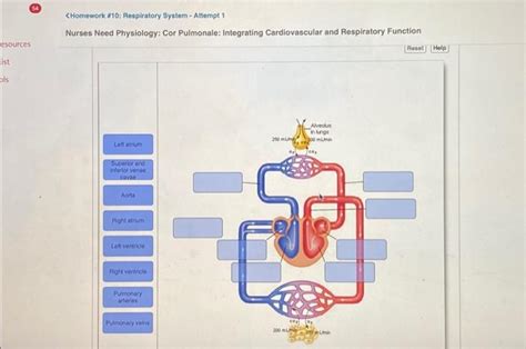 Solved Nurses Need Physiology Cor Puimonale Integrating