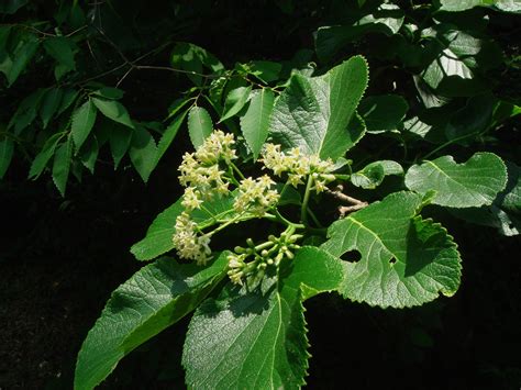 Ehretia Dicksonii Hance